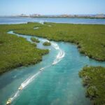 Mangrove Jungle Speedboat Experience - What’s Included and What to Budget For