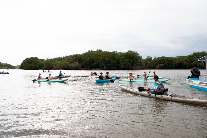 Mangrove Kayaking Tour - The Wildlife and Scenic Highlights