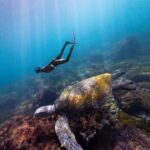 Manly: Beginner Freediving: Breath-Hold & Ocean Exploration - In-Depth: What Makes This Tour a Great Choice