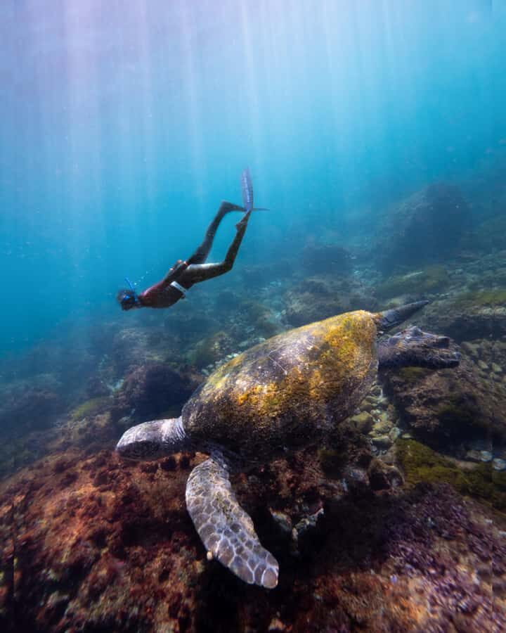 Manly: Beginner Freediving: Breath-Hold & Ocean Exploration - In-Depth: What Makes This Tour a Great Choice