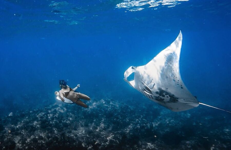 Manta Ray Snorkel in Kailua-Kona with Hot Cocoa - Guides, Safety, and Atmosphere
