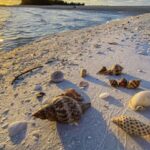 Marco Island: 2 Private Hour Sunset Boat Tour - What You Can Expect on the Tour