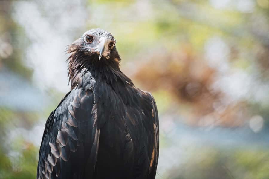 Margaret River: Birds of Prey Encounter and Forest Walk - Authentic Insights from Visitors