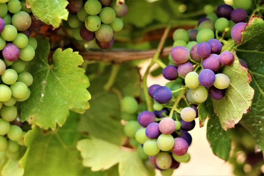 Margaret River: Customizable Guided Private Wine Tour - Real Experiences from Past Travelers