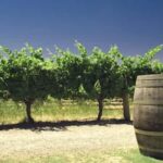 Margaret River Private Day Tour from Perth - Practical Details and What to Expect