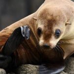 Maria Island 3 hours and 30 mins Scenic Cruise - Who is This Tour Perfect For?