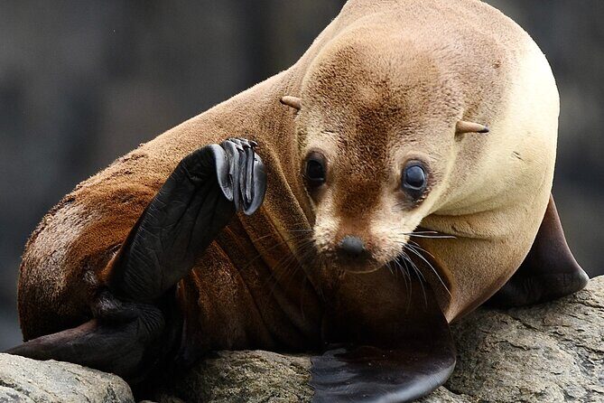 Maria Island 3 hours and 30 mins Scenic Cruise - Who is This Tour Perfect For?