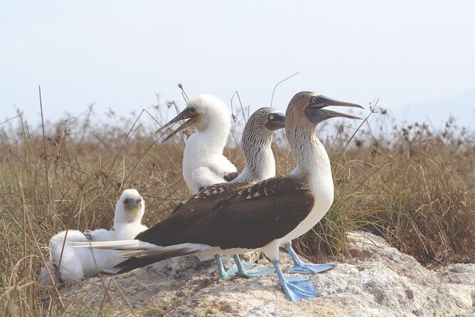 Marietas Hidden beach trip from Puerto Vallarta - Authentic Experiences and Hidden Gems
