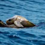 Marine Ecology Tour in La Paz Mexico - Who Will Love This Tour?