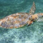 Marine Turtle Snorkeling Private Tour - Who Will Love This Tour?