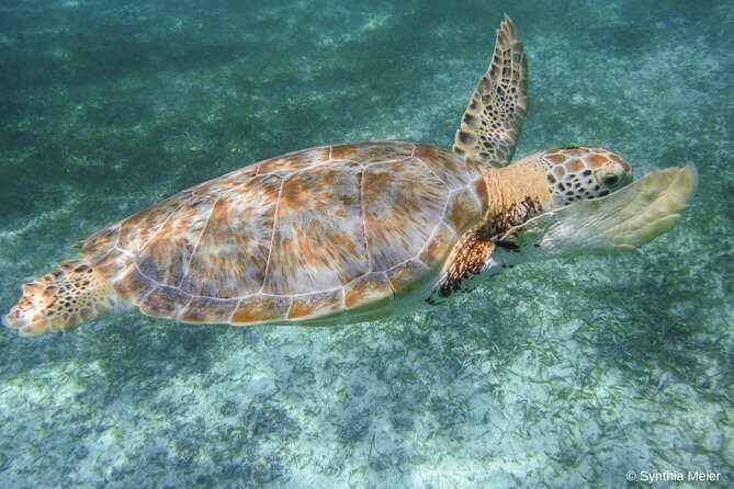 Marine Turtle Snorkeling Private Tour - Who Will Love This Tour?