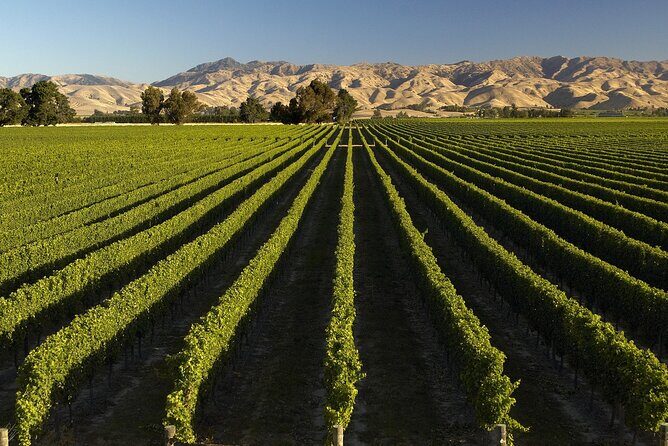 Marlborough Afternoon Wine Tour with Tastings - Who Will Love This Tour?