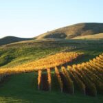 Marlborough: Full-Day Wine and Seafood Tour with Cruise - Why Choose This Tour?