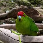 Marlborough Sounds Day Visit to Lochmara - Why This Tour Offers Great Value