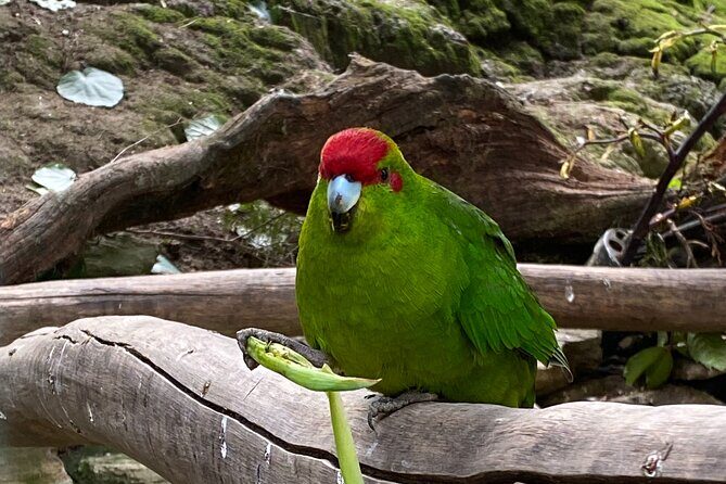 Marlborough Sounds Day Visit to Lochmara - Why This Tour Offers Great Value