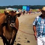 Martha Vineyard Bus Tour - Real Traveler Insights: What Sets This Tour Apart