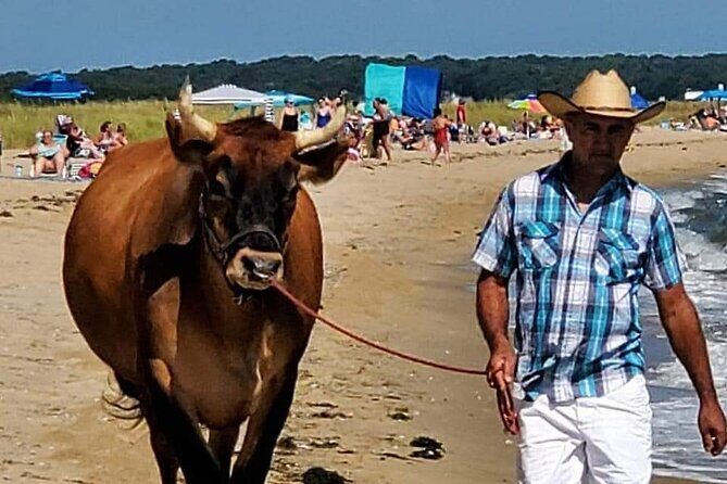 Martha Vineyard Bus Tour - Real Traveler Insights: What Sets This Tour Apart