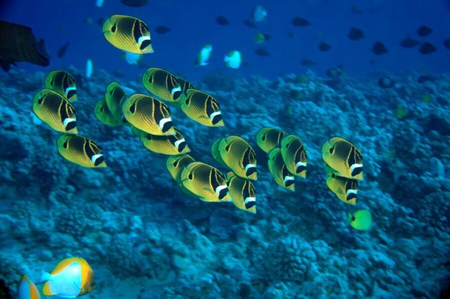 Maui Beach / Shoreline Snorkel - What’s Included and What’s Not?