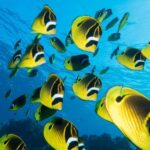 Maui: Beginner Discovery Scuba Dive Excursion from Lahaina - The Itinerary in Detail