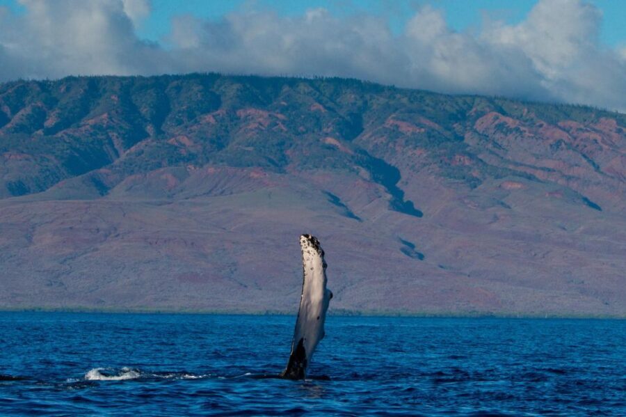 Maui: Deluxe Whale Watch Sail & Lunch from Ma`alaea Harbor - Analyzing the Value: Is It Worth It?