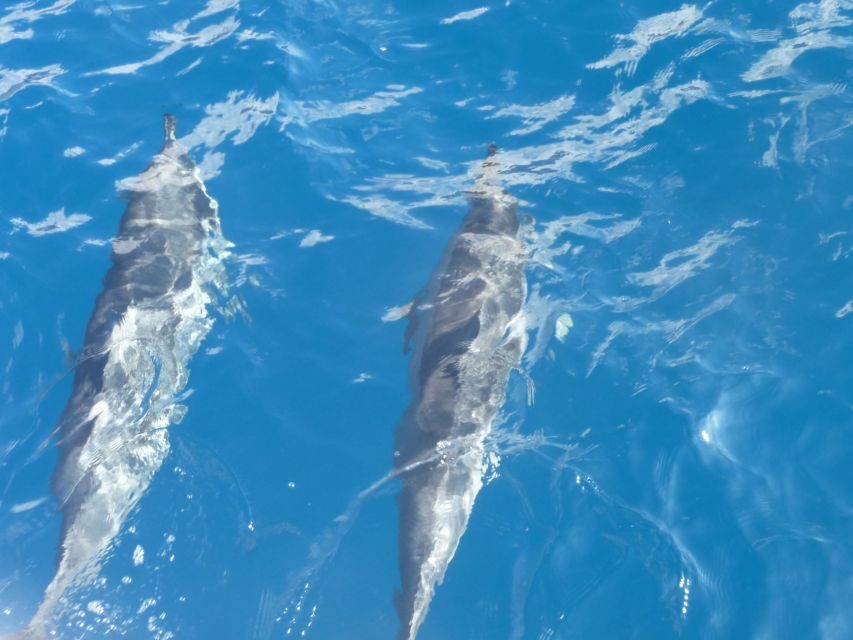 Maui: Kaanapali Beach 4-hour Snorkel w/ BBQ Lunch & Open Bar - What the Reviews Say