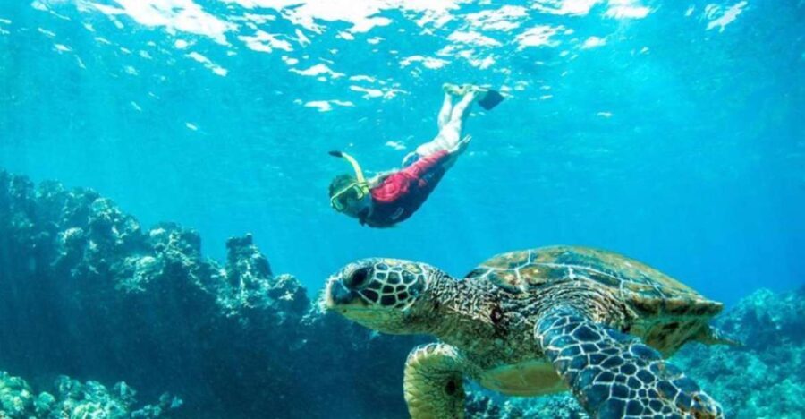 Maui: Kaanapali Beach 5-hr Snorkel w/ BBQ Lunch & Open Bar - Underwater Encounters