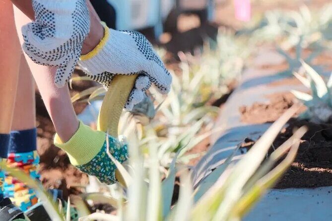 Maui Pineapple Planting Experience - The Value of the Maui Pineapple Planting Experience