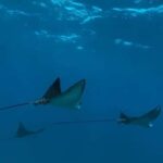 Maui: Snorkel with Turtles and Picnic Tour - FAQ