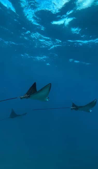 Maui: Snorkel with Turtles and Picnic Tour - FAQ