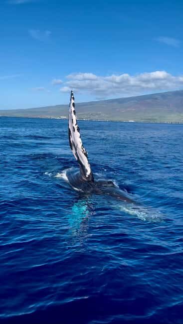 Maui: Sunrise Whale Watch - What We Loved About This Tour