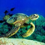 Maui: Turtle Town Snorkeling Tour with a Marine Biologist - FAQ
