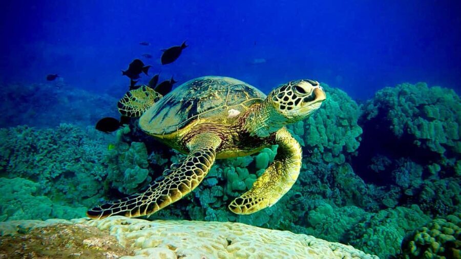 Maui: Turtle Town Snorkeling Tour with a Marine Biologist - FAQ