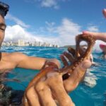 Mauna Kea 3hr Two Stop Sealife Snorkel Adventure - A Practical Look at the Snorkel Adventure
