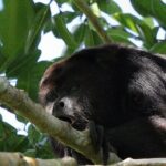 Mayan Jungle Adventure (Private, Full Day) - Why This Tour Is Worth It