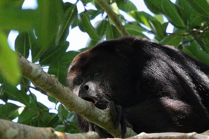 Mayan Jungle Adventure (Private, Full Day) - Why This Tour Is Worth It