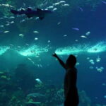 Mazatlan: Grand Aquarium Ticket and City Sightseeing Tour - What’s Included and What to Keep in Mind