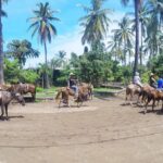 Mazatlan Sightseeing with Lunch and 2 Activities For up to 8 Passengers - Practical Details: Transport, Timing, and Group Experience