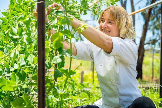 McLaren Vale 4x4 Premium Food and Wine Tour with Private Lunch - Who is This Tour Best Suited For?