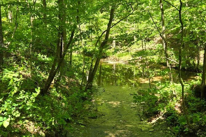 Meditative, Forest Bathing Hike followed by Yoga on the Deck - The Details: Meeting Points, Duration, and Price