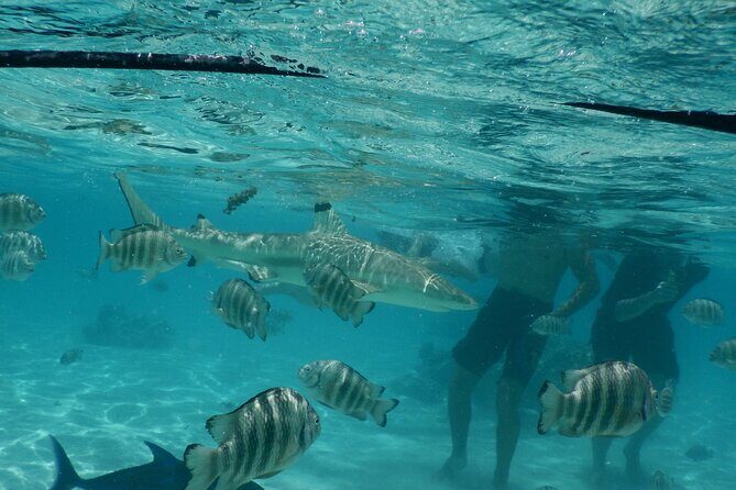 Medium Magical Combo in Moorea of 2 hours of Jetski and 3h30 of Quad - Frequently Asked Questions