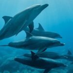 Meet Dolphins in Huatulco - What to Expect: The Itinerary Breakdown