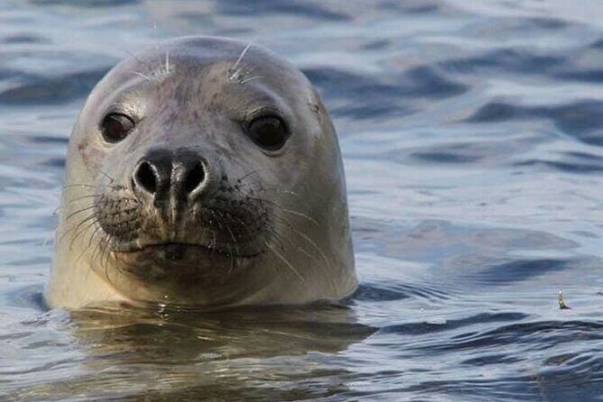 Meet The Seals Boat Tour - Travel by boat to a Secret Seal Cove - Practical Details and Tips