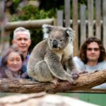 Melbourne City & Wildlife Sanctuary for Cruise Passengers - In-Depth Breakdown of the Itinerary