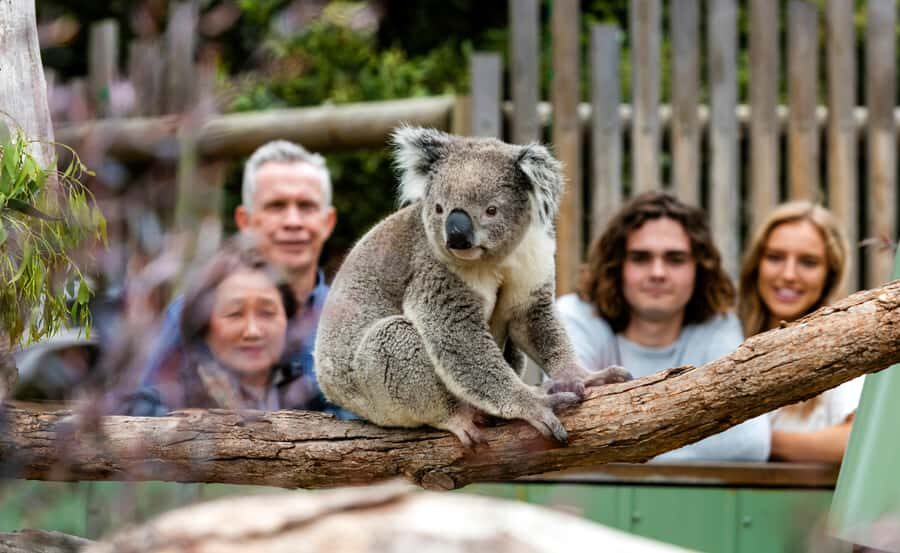 Melbourne City & Wildlife Sanctuary for Cruise Passengers - In-Depth Breakdown of the Itinerary