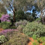 Melbourne: Cranbourne Gardens Electric Explorer Tour - Why This Tour Offers Value