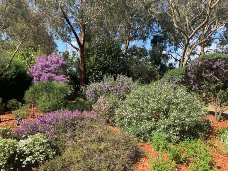 Melbourne: Cranbourne Gardens Electric Explorer Tour - Why This Tour Offers Value