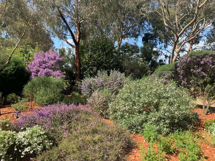 Melbourne: Cranbourne Gardens Electric Explorer Tour - Why This Tour Offers Value