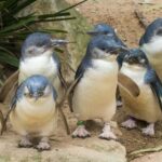 Melbourne: Healesville Sanctuary & Phillip Island Tour - Transport, Timing, and Group Size