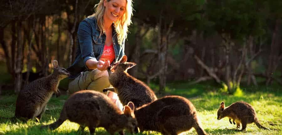 Melbourne Highlights & Aussie Wildlife Express Tour - Visiting the Royal Botanic Gardens and Parliament House