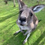 Melbourne: Moonlit Sanctuary and Brighton Beach Boxes Tour - Brighton Beach Boxes – Picturesque and Iconic